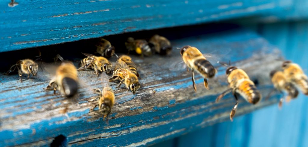 How to Help Bees
