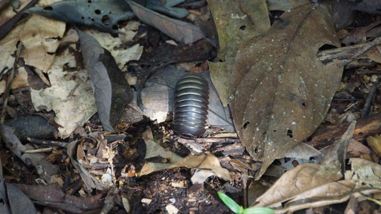 Everything You Need to Know About Roly-Poly Bugs | Environmental Pest ...
