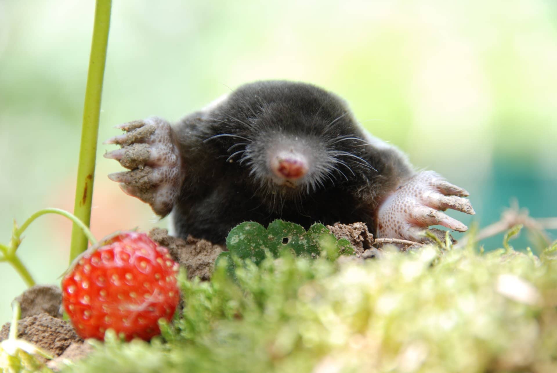 How to Get Rid of Moles and Voles