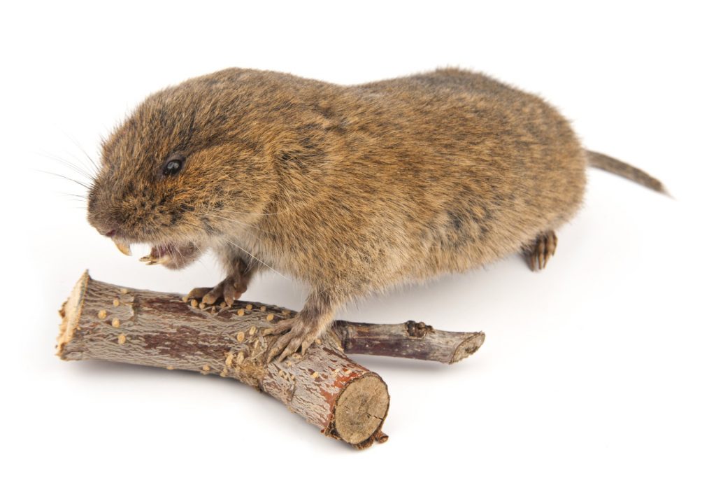 How to Get Rid of Moles and Voles