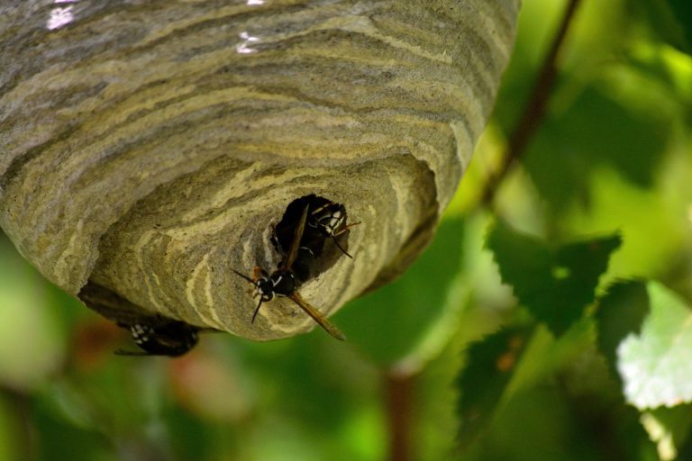 Bald-Faced Hornets: Extremely Aggressive Insects that Need Special ...