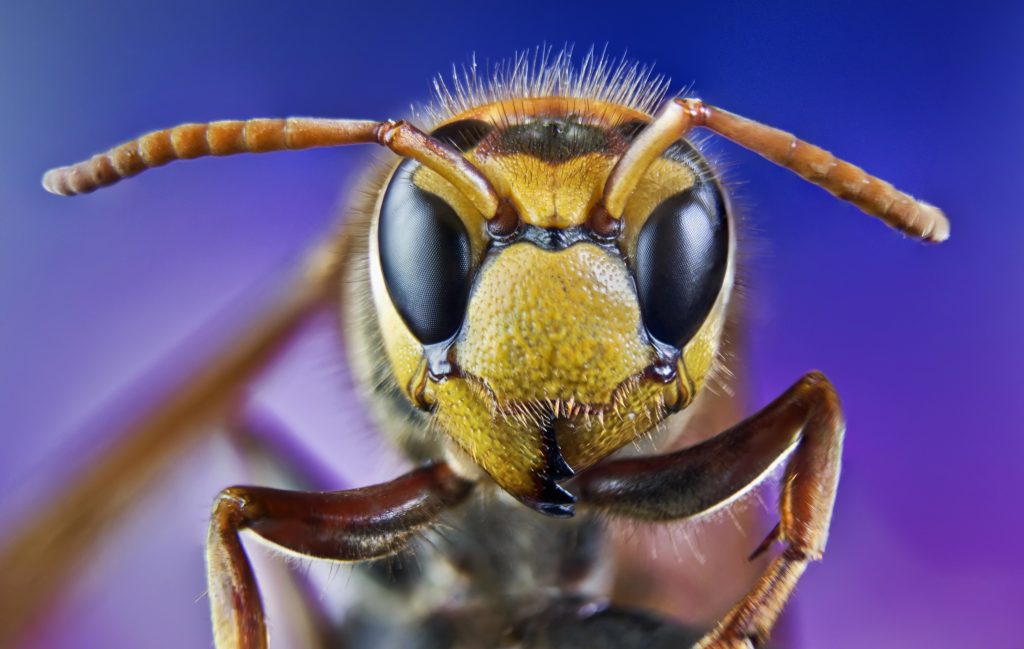Don't Kick the Hornets Nest: What to do With These Flying Pests ...