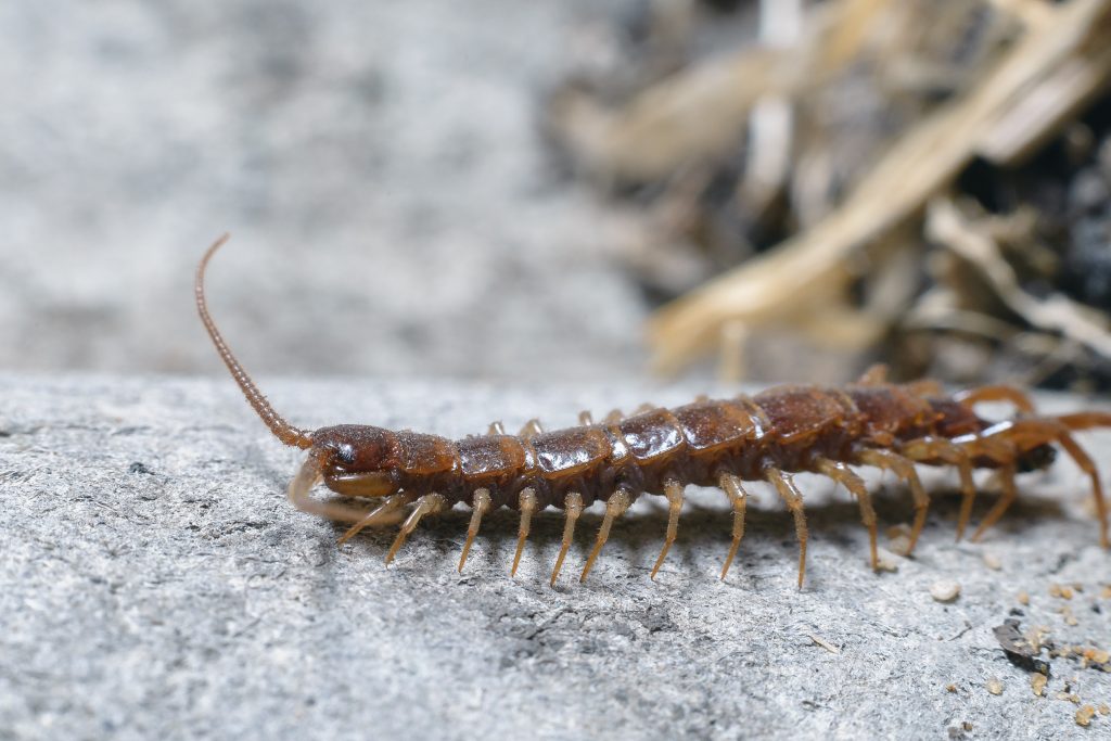 Too Many Legs to Count: What You Need to Know About Centipedes ...