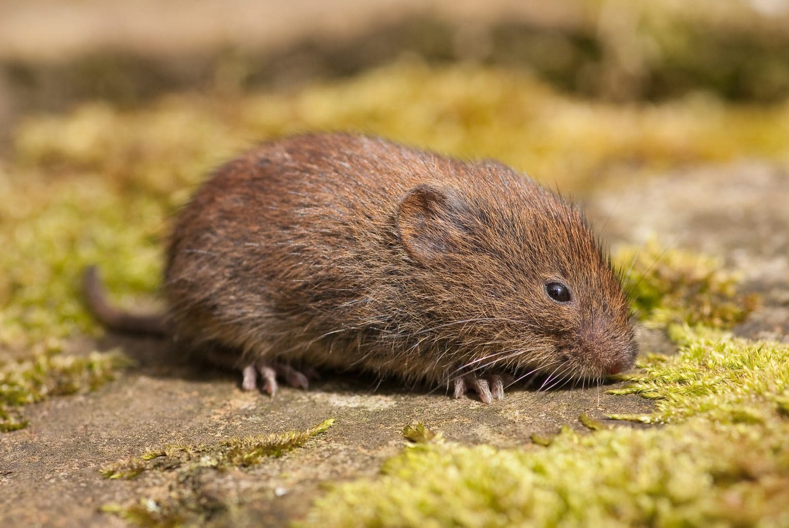 What Are Voles? Everything You Need To Know | Environmental Pest Management