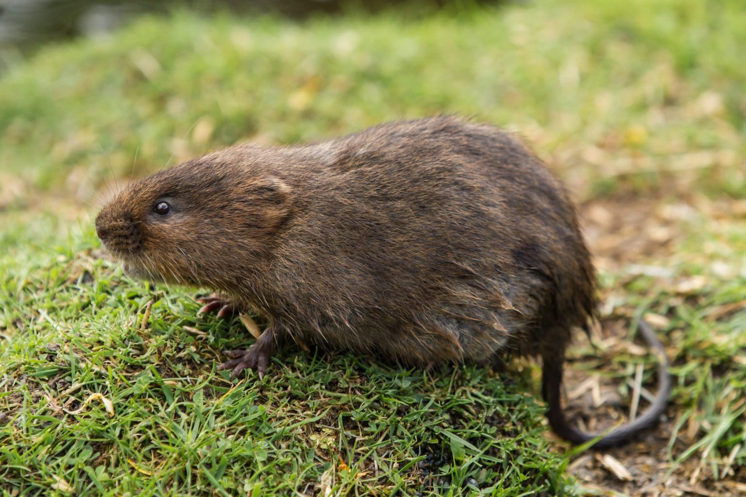 What Are Voles? Everything You Need To Know | Environmental Pest Management