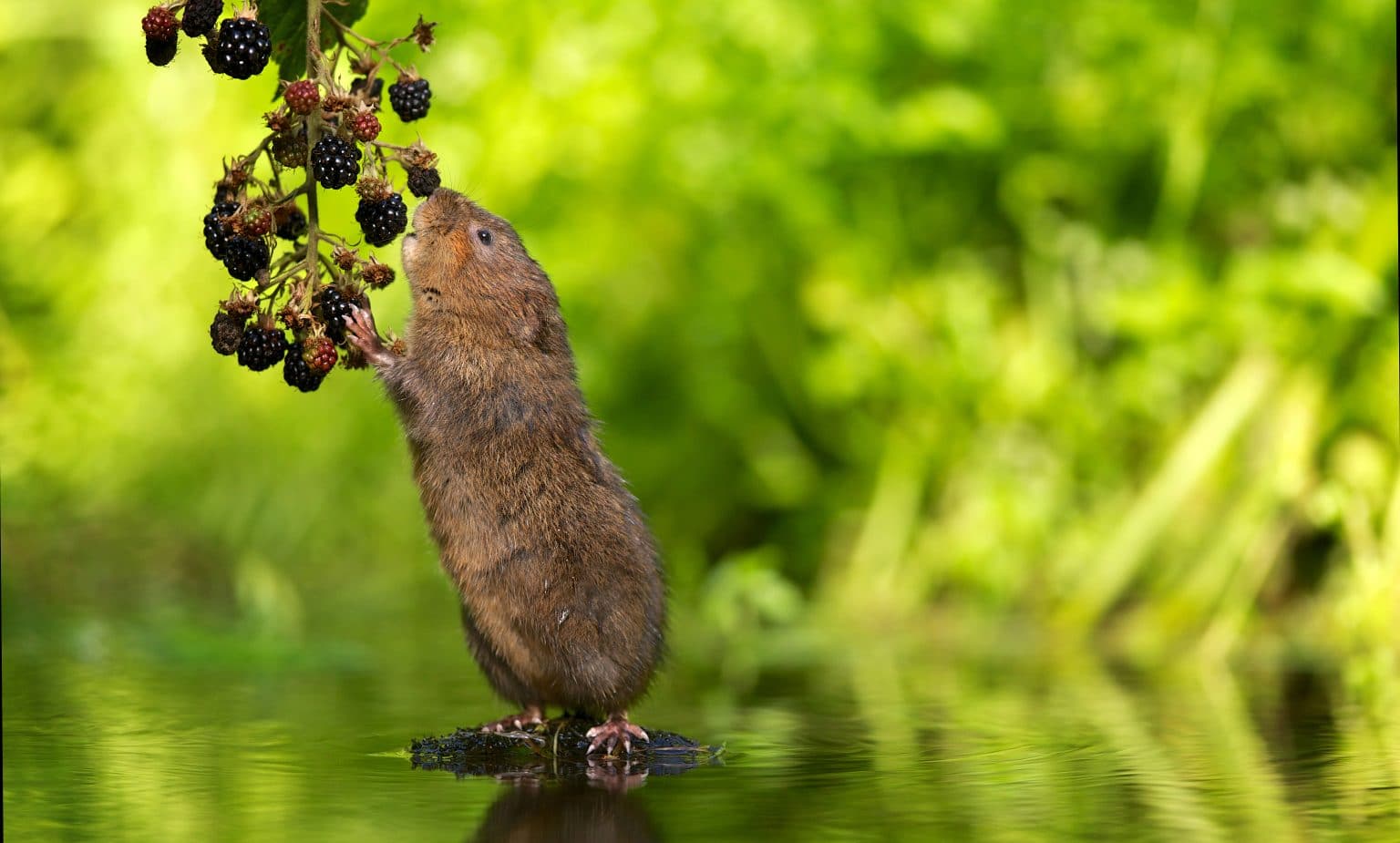 What Are Voles? Everything You Need To Know | Environmental Pest Management