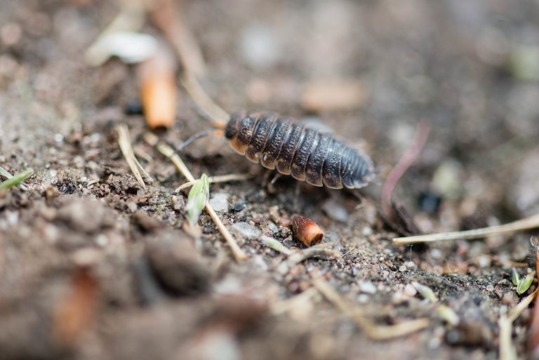 Roly Poly Pill Bugs: Facts & Tips | BugTech Pest Control