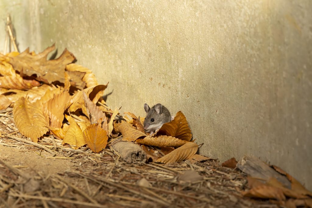 How to Deal with Deer Mice | Environmental Pest Management