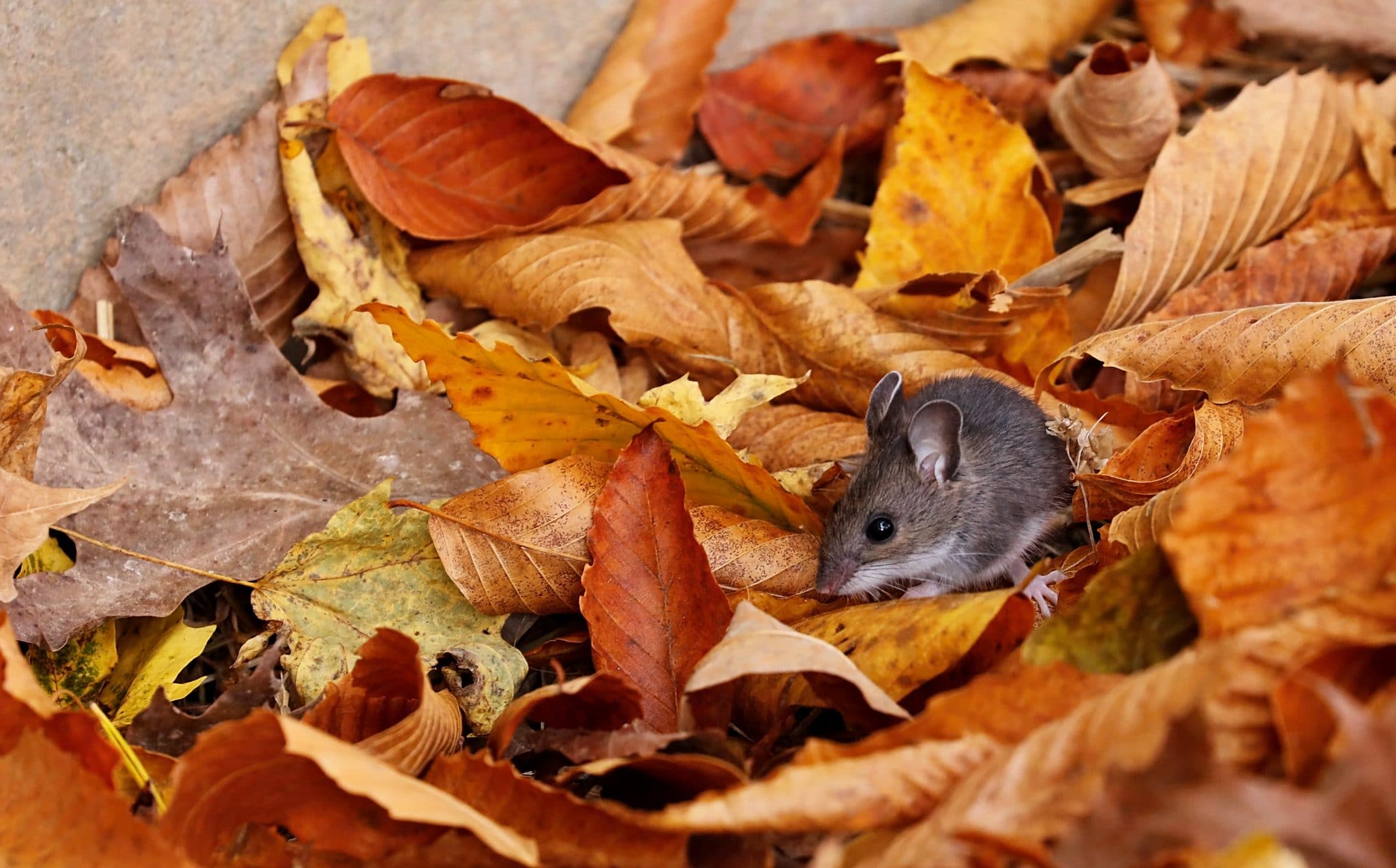 Comandcodesign Deer Mice In Massachusetts Comandcodesign Deer Mice In Massachusetts