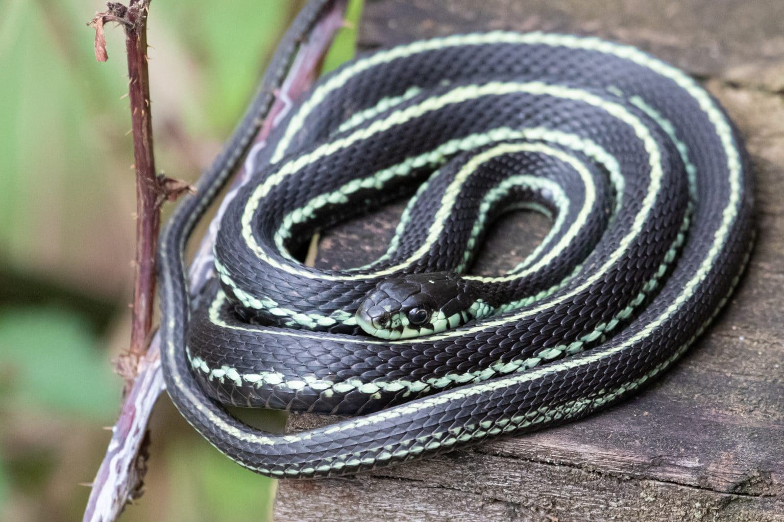 Garter Snakes: The Good, The Bad, and The Ugly | Environmental Pest ...