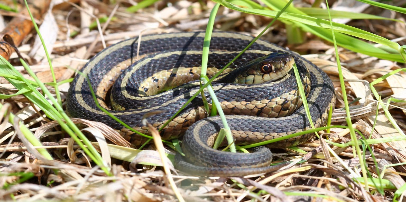 Garter Snakes: The Good, The Bad, and The Ugly | Environmental Pest ...