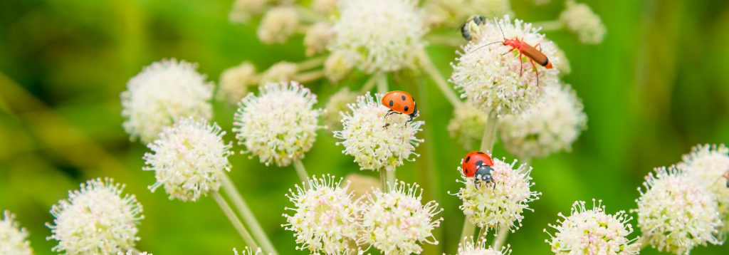 Most Common Summer Bugs