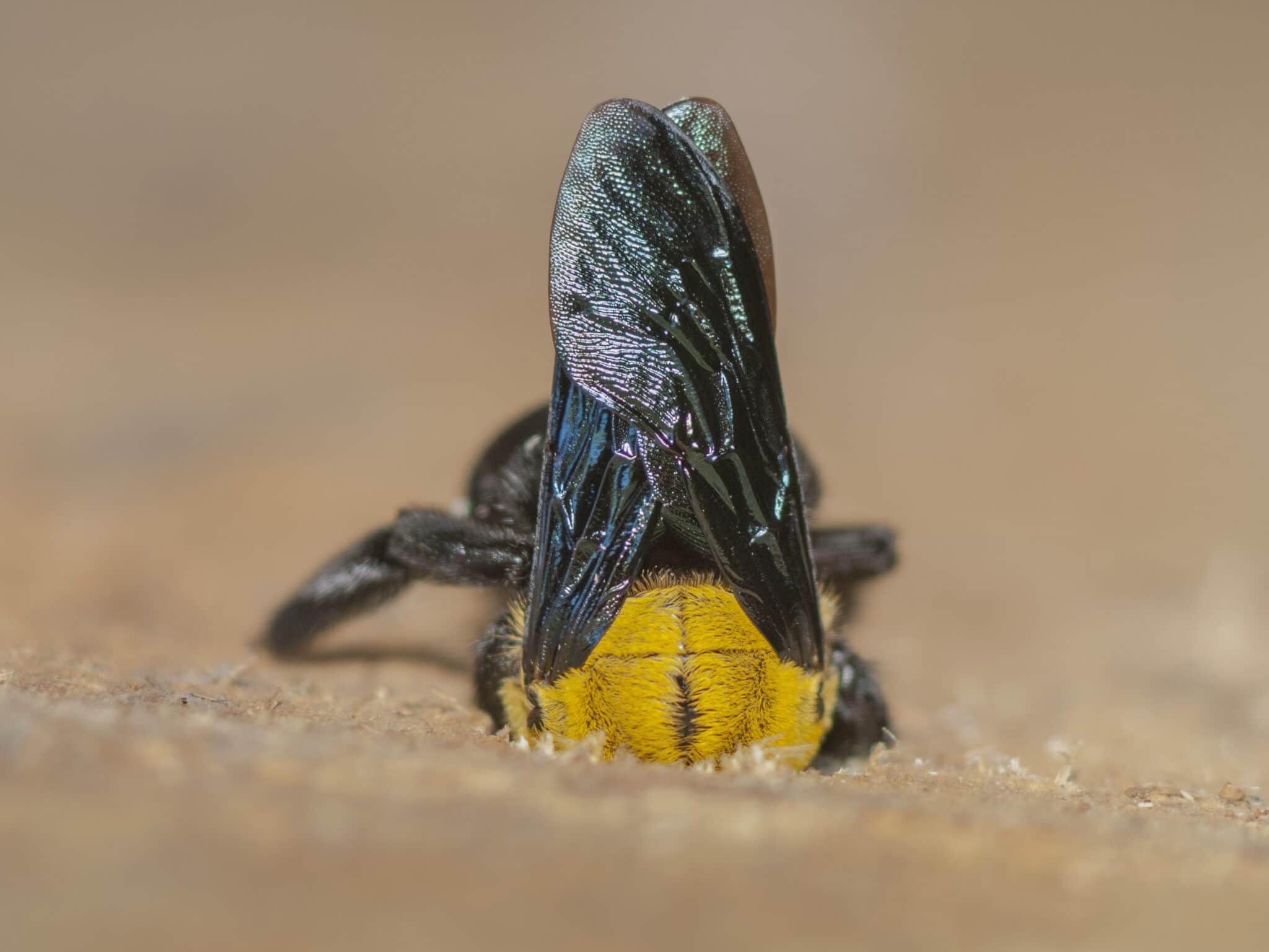 What is a Carpenter Bee?