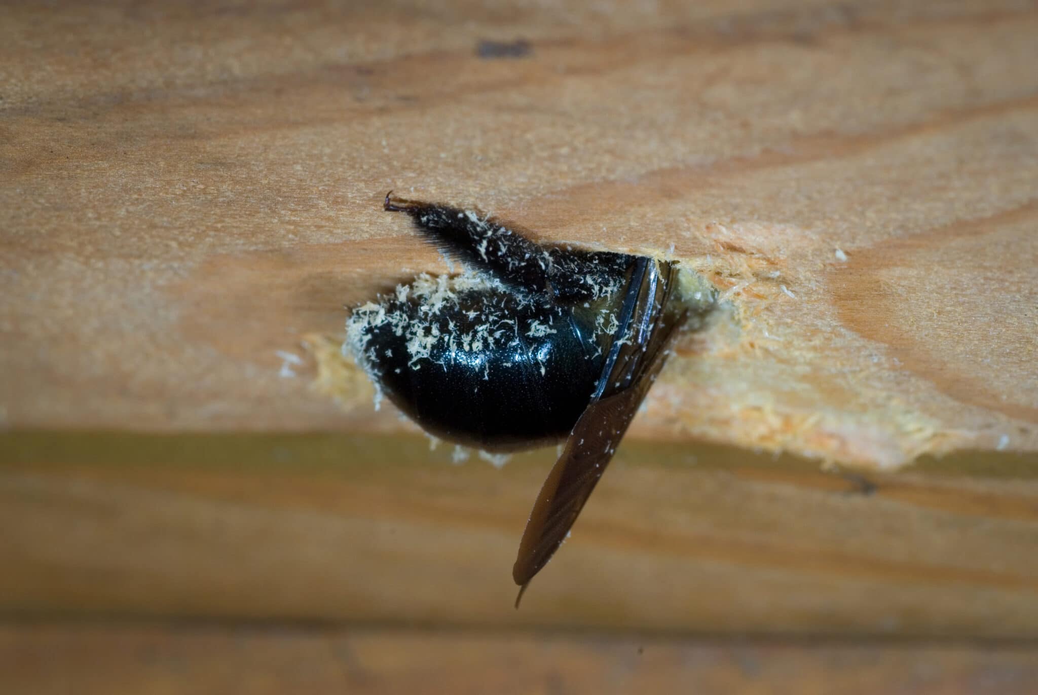 What is a Carpenter Bee?