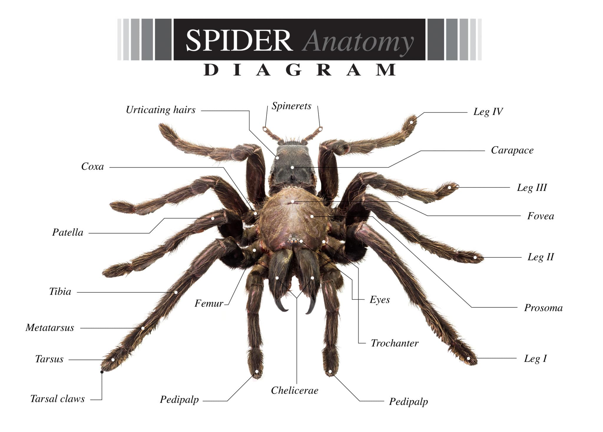 Spiders vs Insects: The Key Differences | BugTech Pest Control