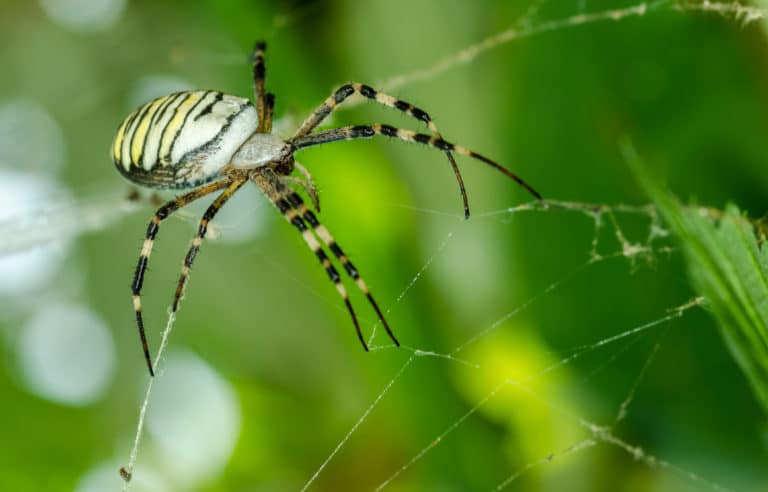 Spiders vs Insects: The Key Differences | BugTech Pest Control