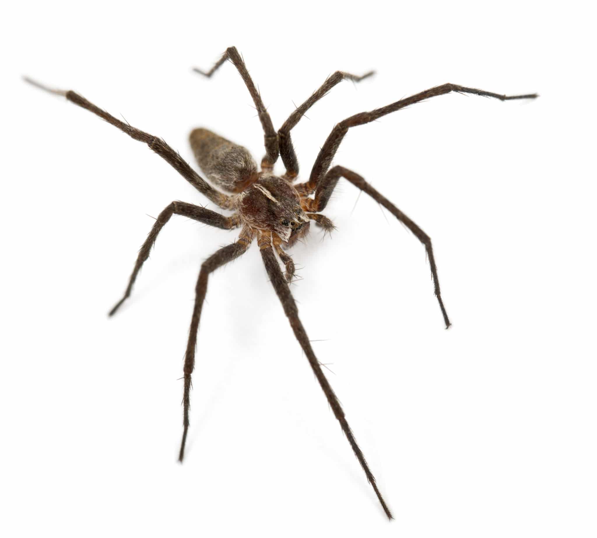 Spiders vs Insects: The Key Differences | BugTech Pest Control