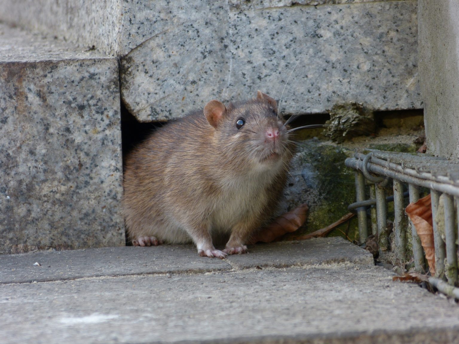 5 Signs You Have a Rodent Infestation | Environmental Pest Management