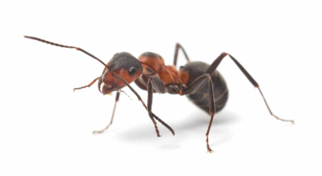 7 Most Common Ants Found In Minnesota - Ant Indentation Guide